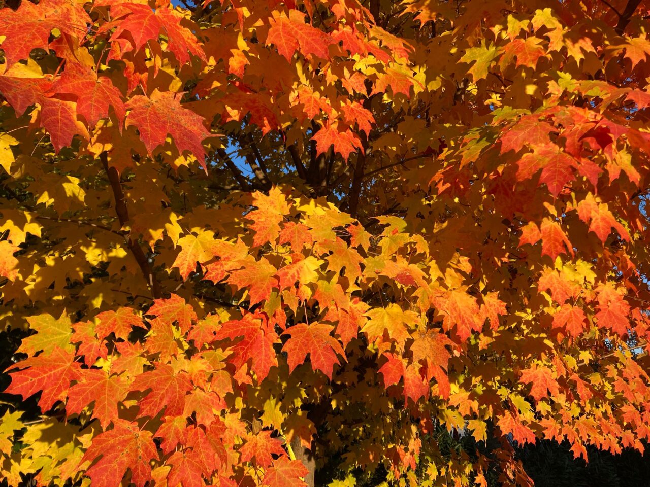 Proto-Basque | Home page of Juliette Blevins