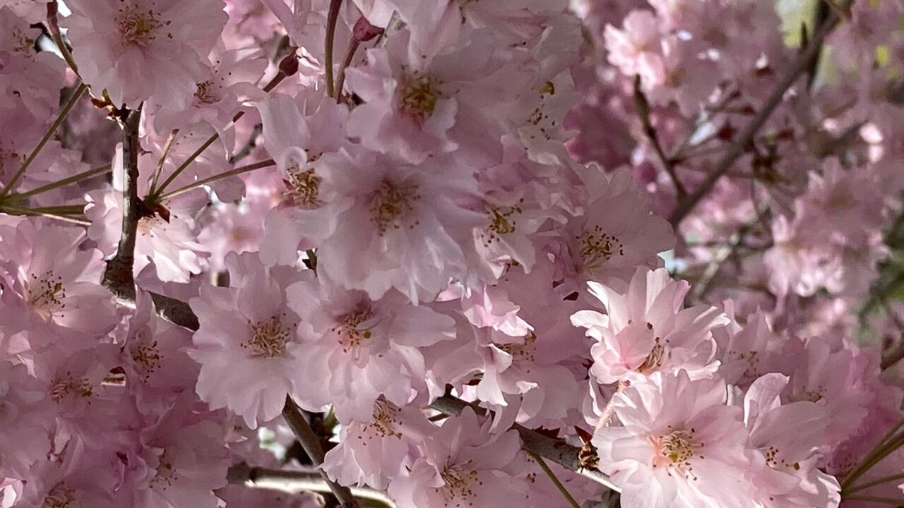 Proto-Basque | Home page of Juliette Blevins